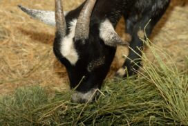 Calcium for Goats: It's More than Strong Bones - Goat Journal